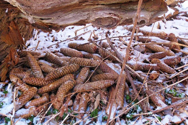 Tracking Tips: Red Squirrel Stashes and Caches | Autumn 2013 | Articles ...