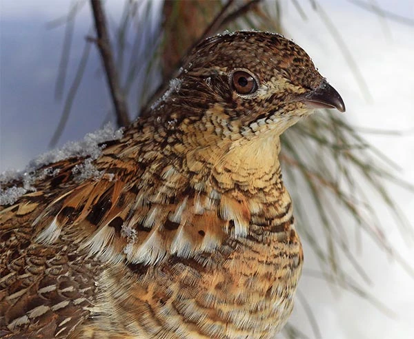 what do grouse do when it snows