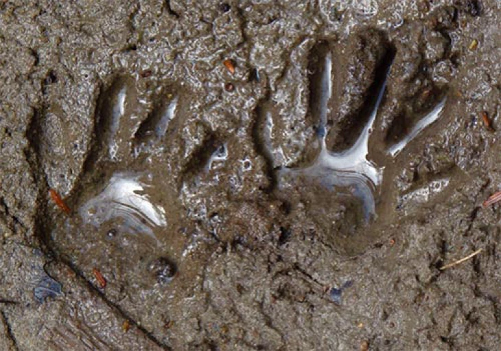 raccoon footprints in mud