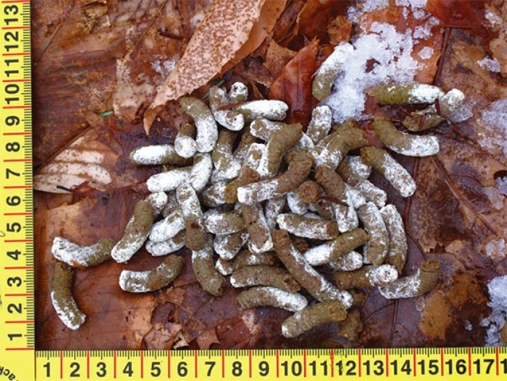 ruffed grouse tracks