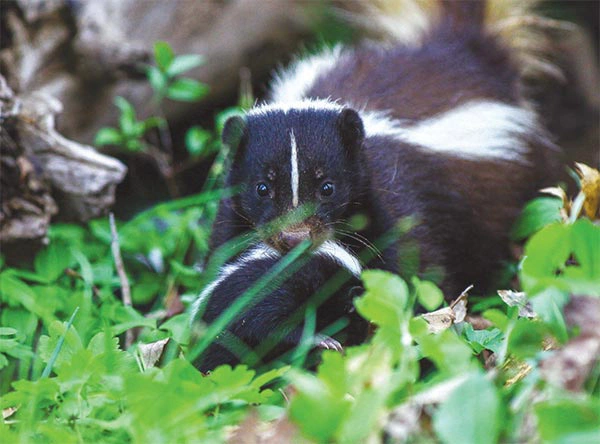 skunks eating bees