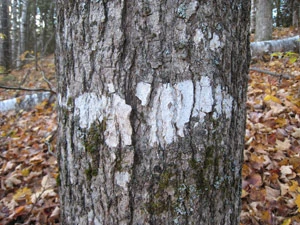 What Causes Those White Splotches on Tree Bark?… | Winter 2008 ...