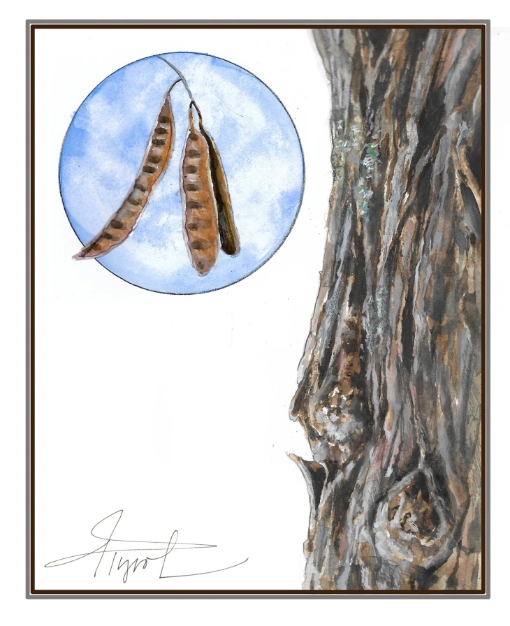 Black Locust: An Invasive with Roots? | The Outside Story