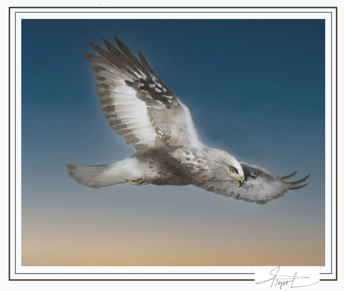 Winter Visitor: Rough-legged Hawk | The Outside Story