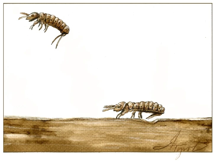 Springtails: Tiggers of the Invertebrate World | The Outside Story