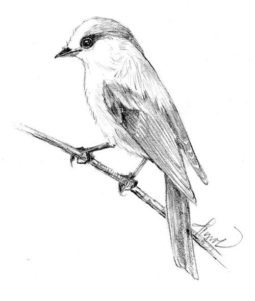 Gray Jays: Birds With Attitude | The Outside Story