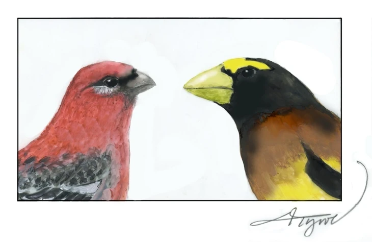 A Tale of Two Grosbeaks | The Outside Story