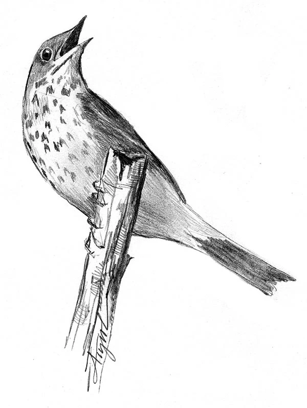 Twilight Singer: The Hermit Thrush | The Outside Story