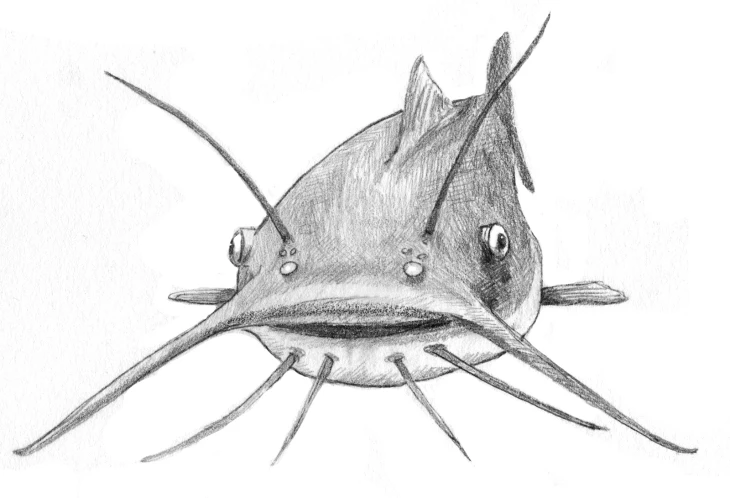 The Humble Hornpout | The Outside Story