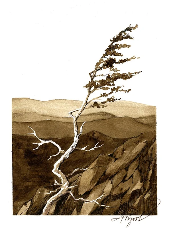 Krummholz: The High Life of Crooked Wood | The Outside Story