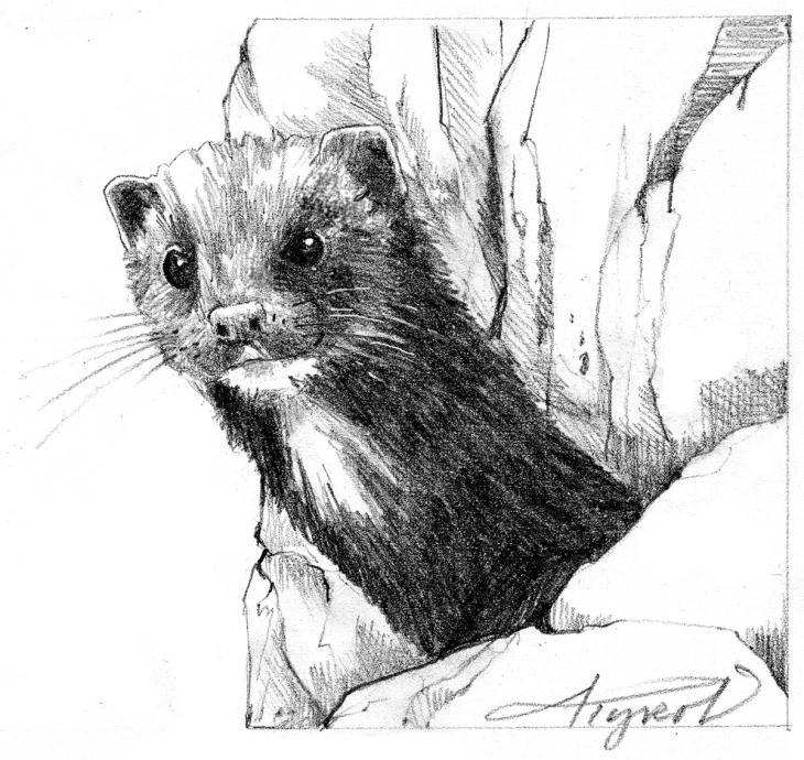 The Mink | The Outside Story