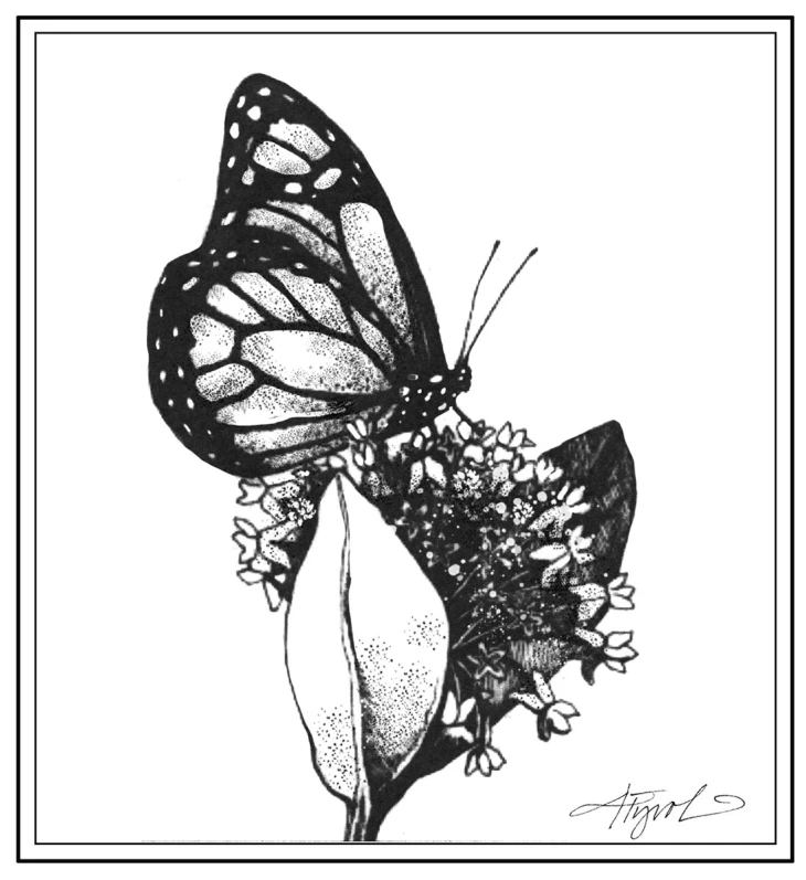 Are Brighter Monarchs Better Flyers? | The Outside Story