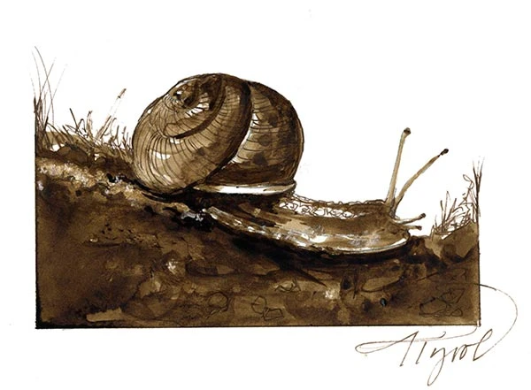 Snails: Slime is Sublime | The Outside Story