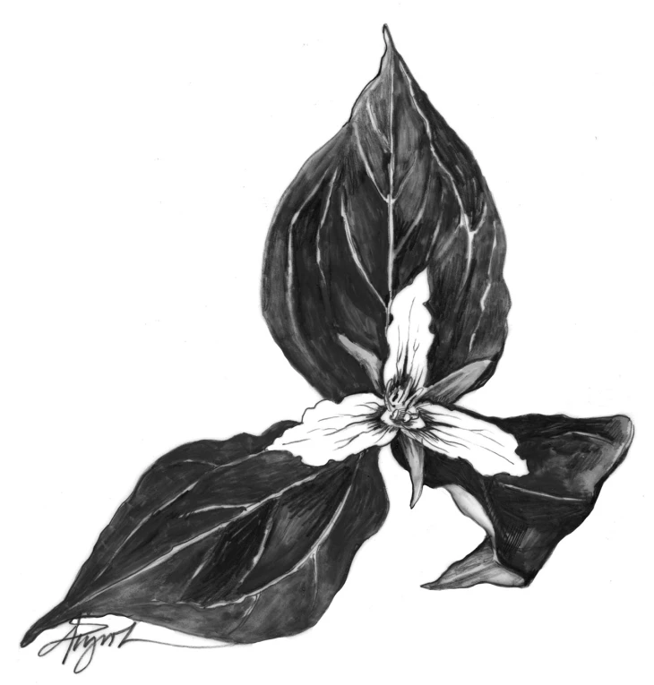 Trillium: A Beauty of the Spring Woods | The Outside Story