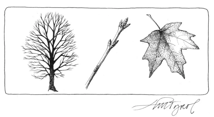 How Do Trees Know When to Leaf Out in the Spring? | The Outside Story