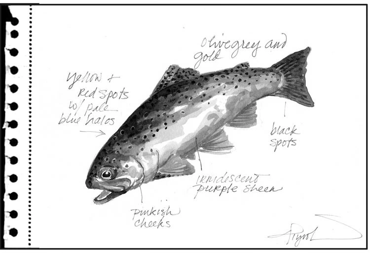 coloring trout