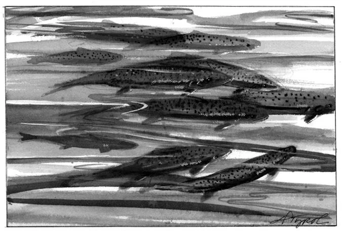 Shrinking Streams Imperil Fish | The Outside Story