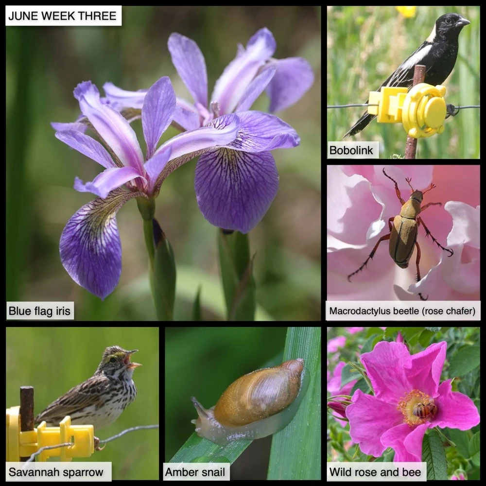 June: Week Three | This Week in the Woods