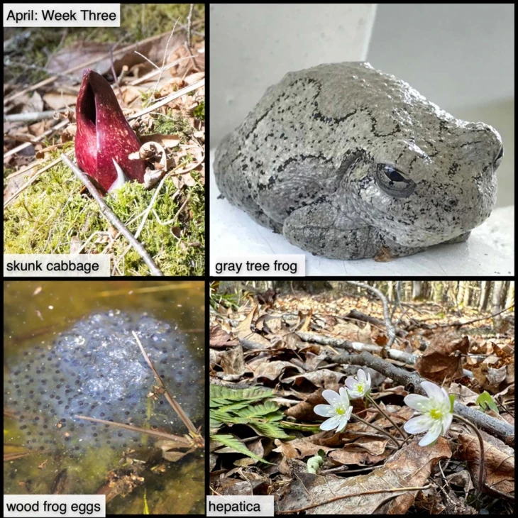 April: Week Three | This Week in the Woods