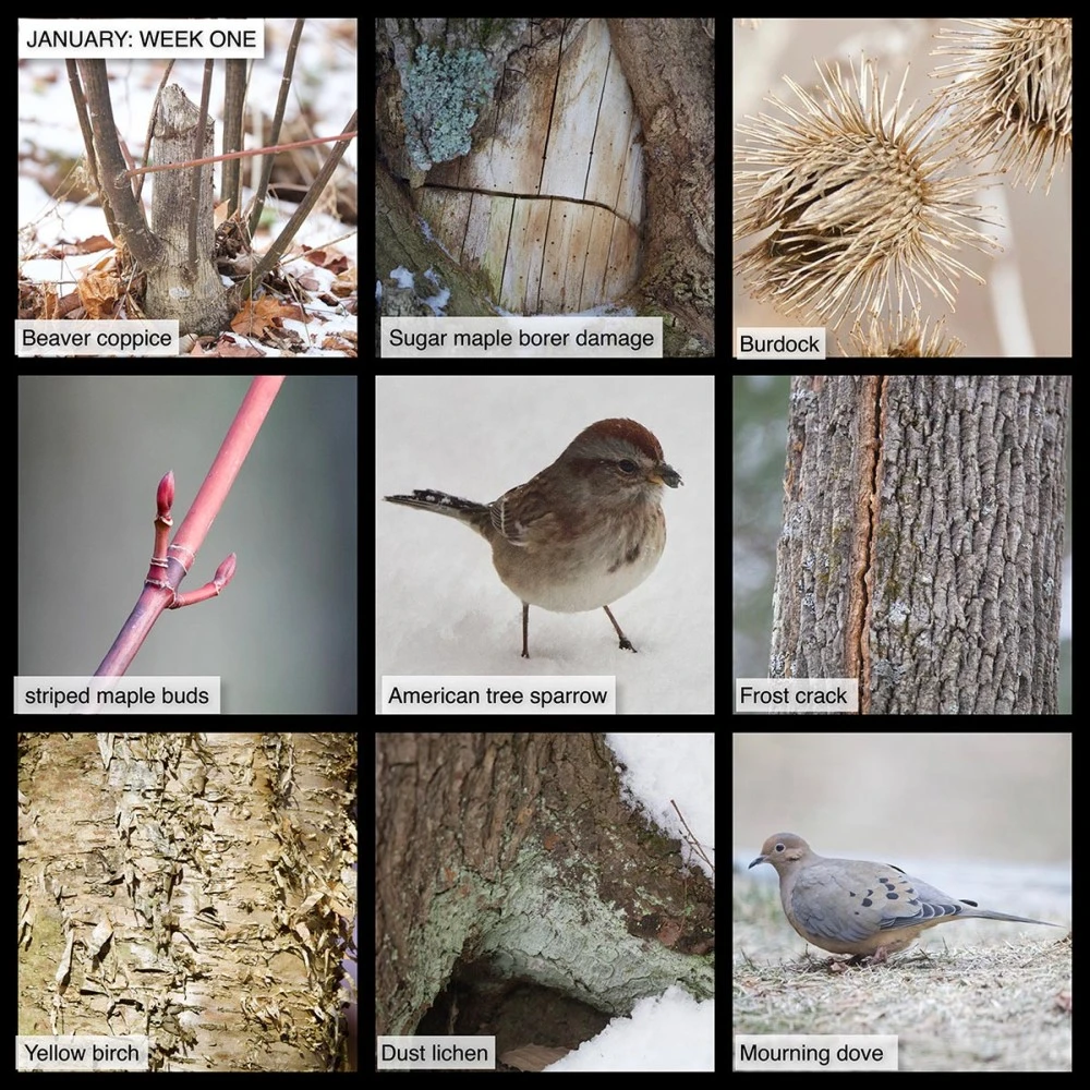 January: Week One | This Week in the Woods