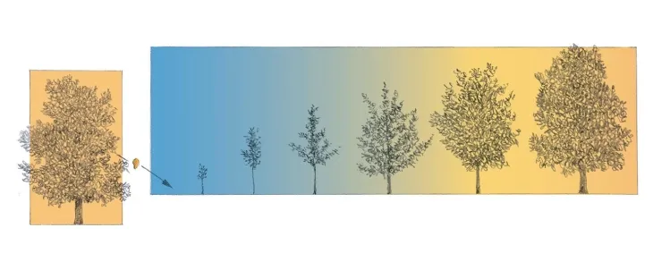 Future Climate-Adapted Tree Species | Summer 2024 Features
