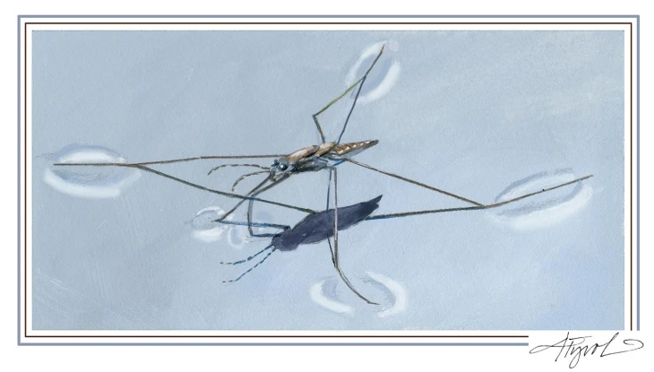 How Water Striders Manage Raindrops | The Outside Story