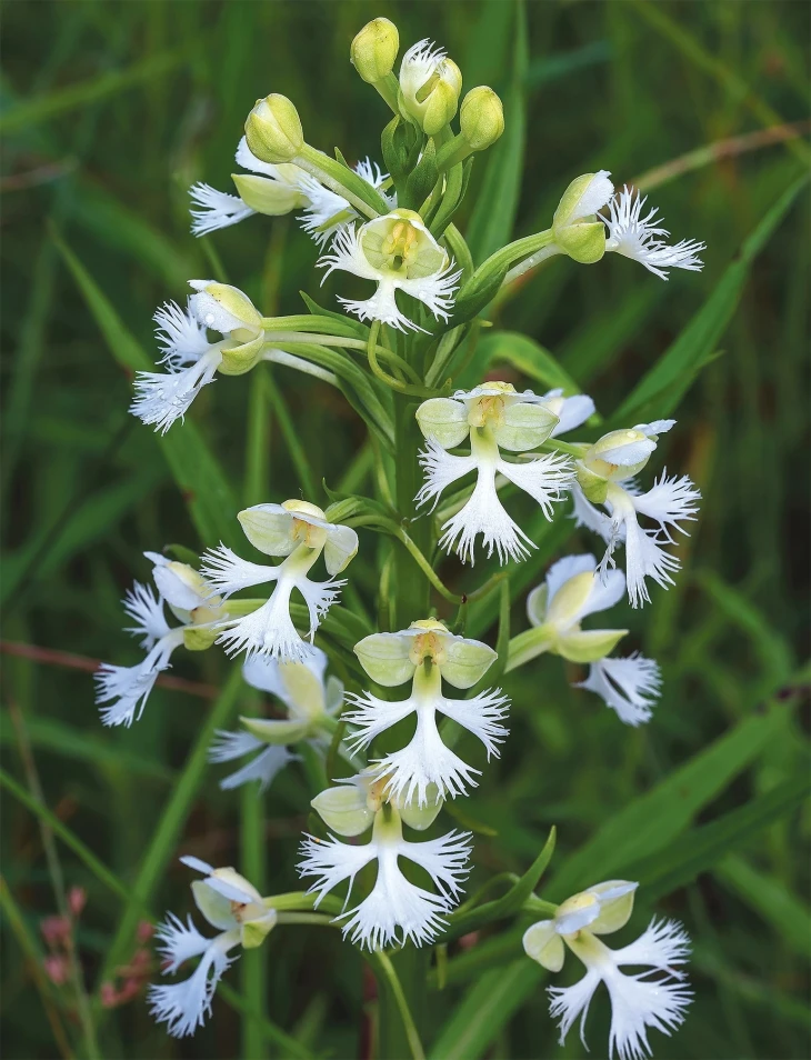 A Quest to Save Wild Orchids | Spring 2019 | Articles | Features