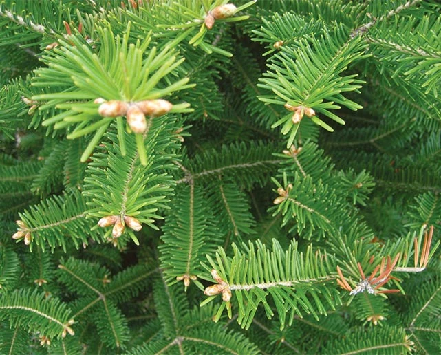 Woods Whys: Needles vs Leaves | Winter 2014 | Articles | Woods Whys