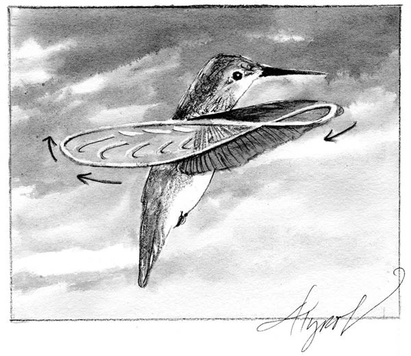 Wings that Sing | The Outside Story