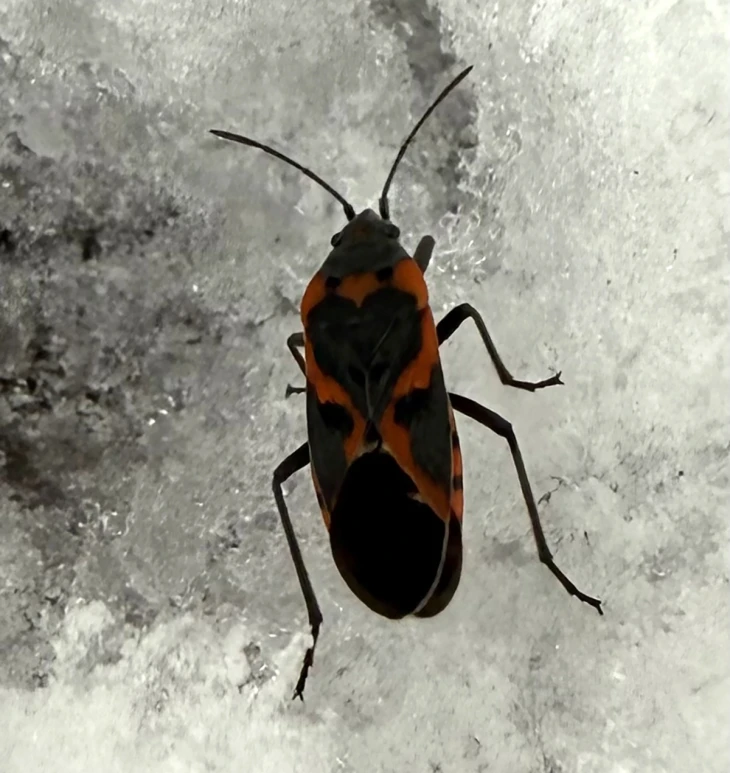 Mystery Bug | What in the Woods Is That?