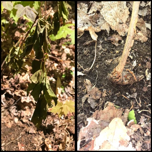 Sad Sapling | What in the Woods Is That?