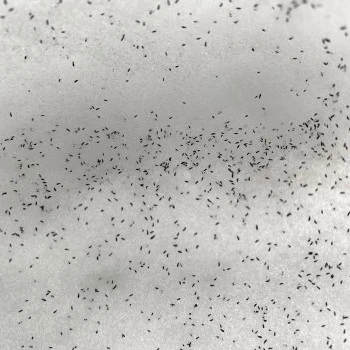 Ahhh-choo...? | What in the Woods Is That?