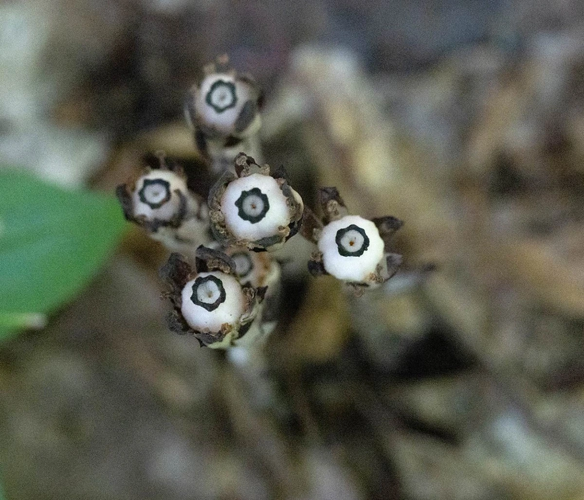 A Long Gaze | What in the Woods Is That?