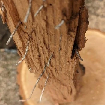 Strange Threads | What in the Woods Is That?