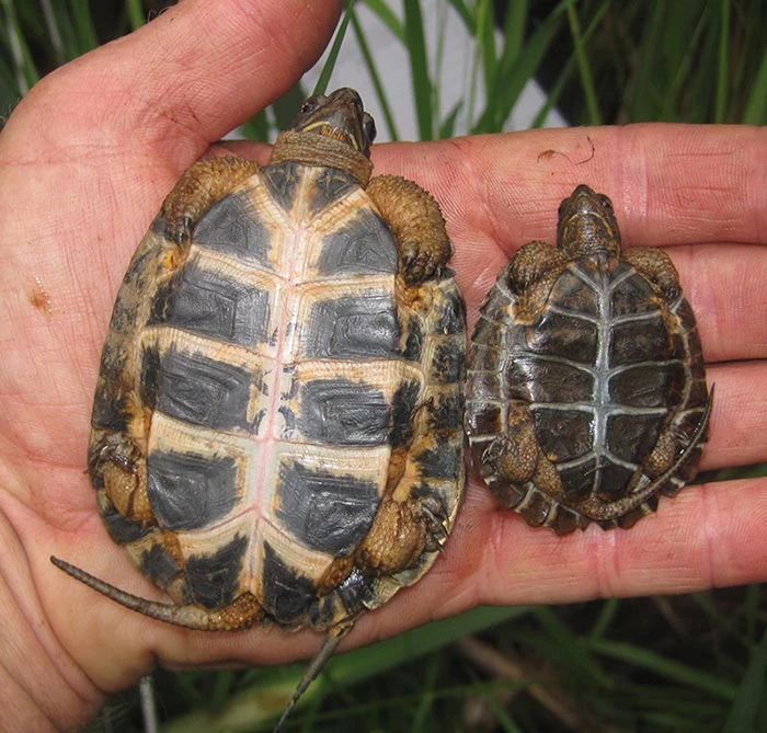 Saving the Wood Turtle | Spring 2018 | Articles | Features