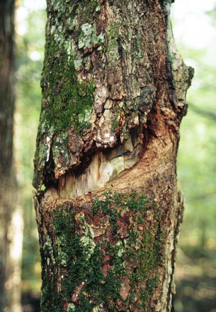 Sugar Maple Scar | What in the Woods is That?